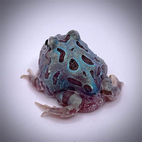 Blue Samurai Pacman Frog Ultimate Care Tips And Fascinating Facts
