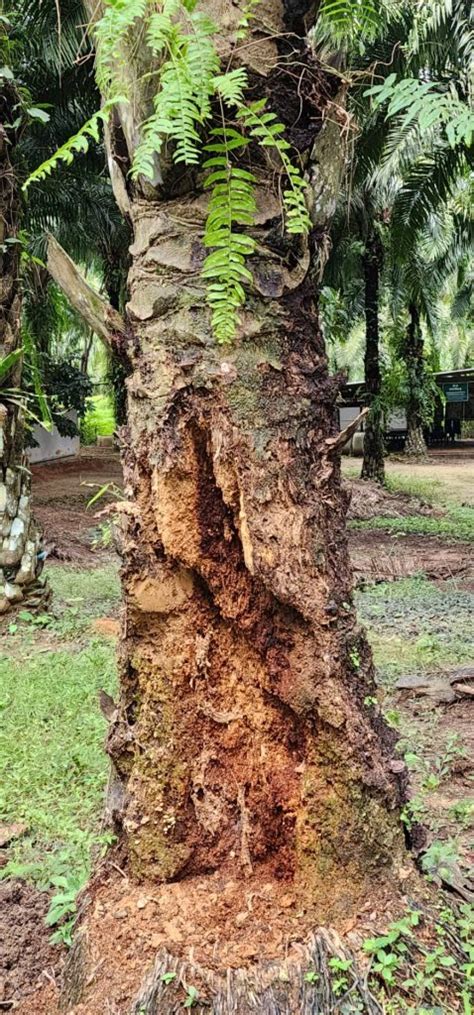 Ganoderma Oilpalm Tree Basal Stem Rot Kasetnumchok