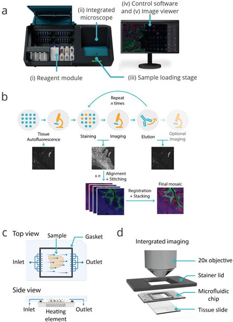 Fully Automated Sequential Immunofluorescence Seqif For Hyperplex Spatial Proteomics