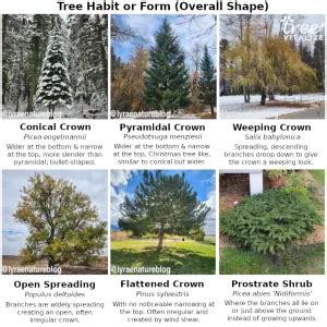 Different Types Of Cedar Trees Their Identifying Features