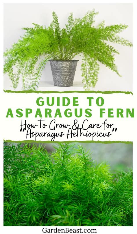 Guide To Asparagus Fern How To Grow And Care For Asparagus Aethiopicus
