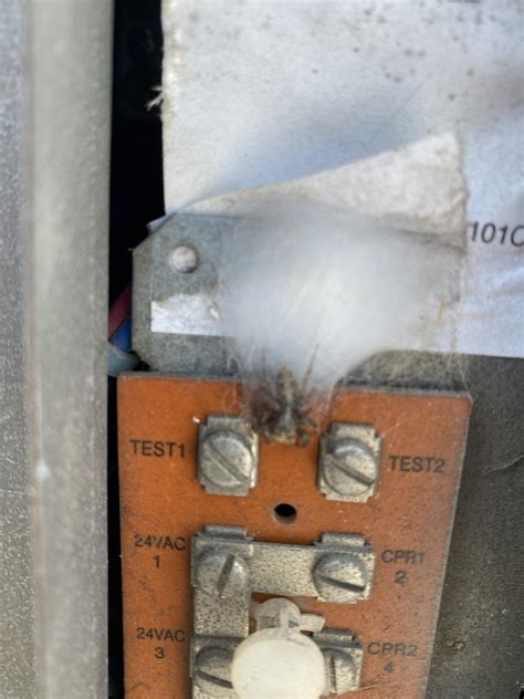 What Kind Of Spider R Whatbugisthis