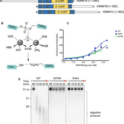 Dna Binding Tested By Dna Gel Shift Assay A Dna Binding Download Scientific Diagram