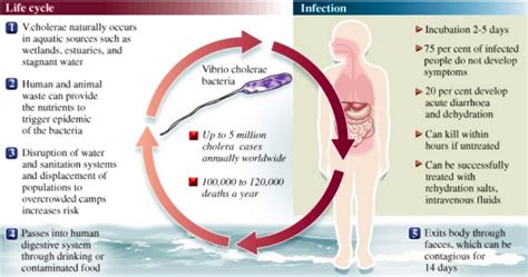 Vibrio Cholerae Life Cycle Full Article Recent Developments Of Agents
