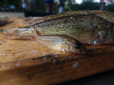Tiny Eurasian Ruffe Gymnocephalus Cernua Stock Image Image Of Faster