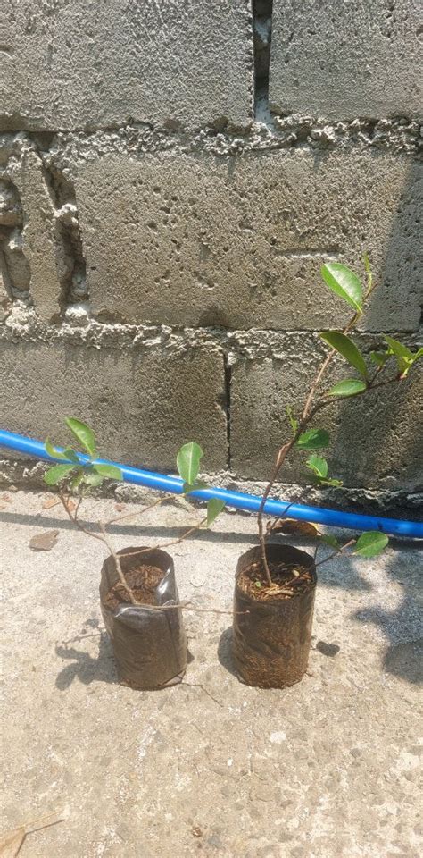 Coco Plum Black Lunti Plant Nursery