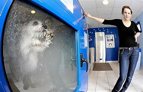 10 дурацких но забавных товаров для животных