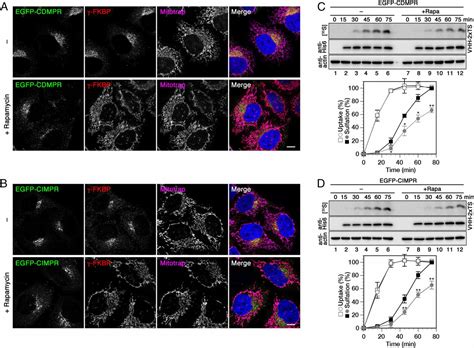 A Versatile Nanobody Based Toolkit To Analyze Retrograde Transport From The Cell Surface Pnas