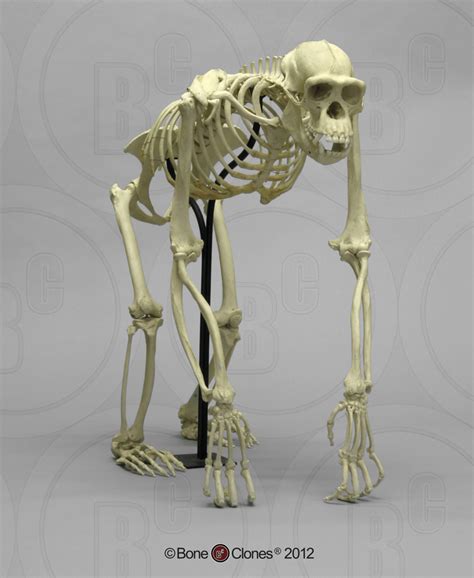 Chimpanzee Anatomy Reproductive