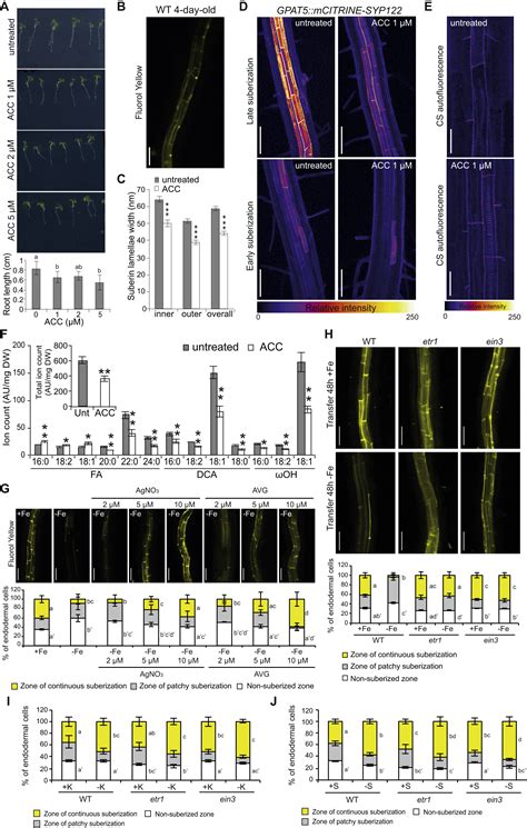 Adaptation Of Root Function By Nutrient Induced Plasticity Of Endodermal Differentiation Cell