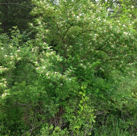 Invasive Species Photo Gallery James Irish Inc