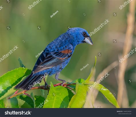 156 Imágenes De Passerina Caerulea Imágenes Fotos Y Vectores De