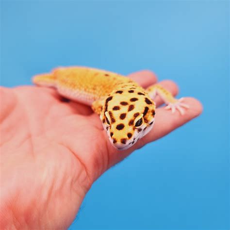 Male Inferno Bold Emerine Possible White And Yellow Leopard Gecko Geeky Gecko Creations