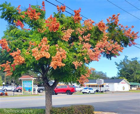 Golden Rain Tree Planting Golden Rain Tree Koelreuteria Paniculata