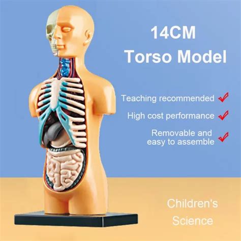 Human Body Manikin Disassemble Internal Organs Torso Model Science