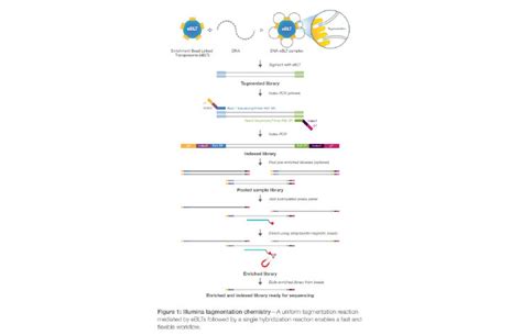 Illumina Dna Prep With Enrichment Fast Flexible Targeted Resequencing
