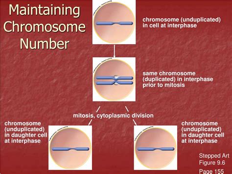Ppt Cell Division And Mitosis Powerpoint Presentation Free Download