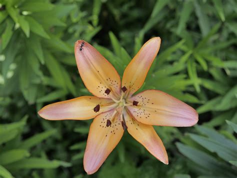 4 Symmetry Can Also Be Seen Frequently In Nature The Fibonacci Spiral