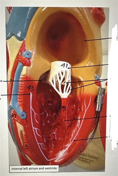 Aandp2 Practical 1 Lab 3 Slide 12 Diagram Quizlet