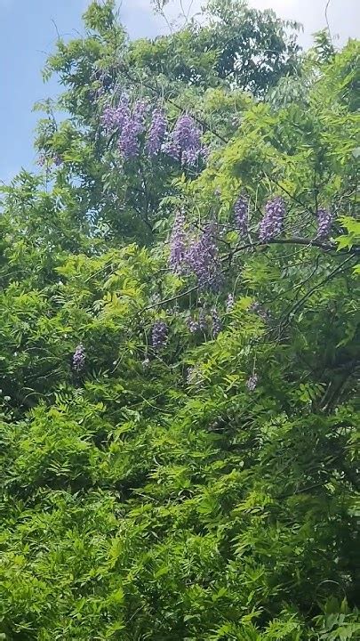 보라색 아카시아꽃 넘이뻐 바람에향기까지 아카시아시즌 Youtube