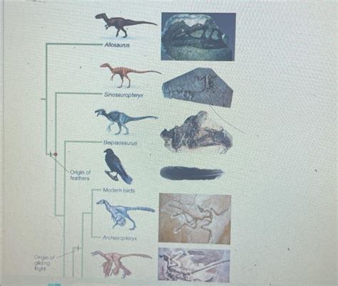 Solved According To The Phylogentic Tree Shown Above