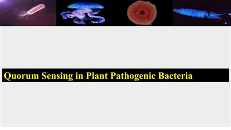 Quorum Sensing In Plant Pathogenic Bacteria Maruthipptx
