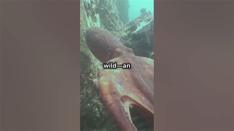 Mind Blowing Facts About Sex By Rashus Workspace Customersatisfaction Relationship Youtube