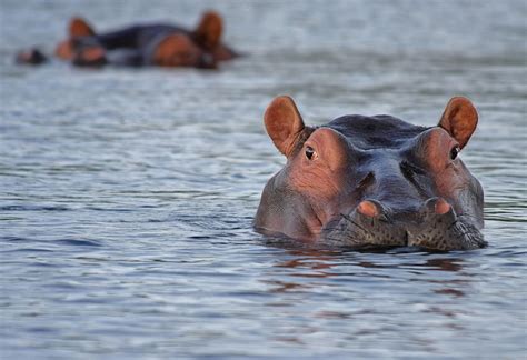 10000 Free Funny Hippo And Hippo Images Pixabay