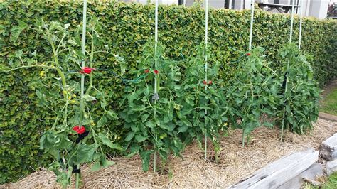 How To Support Tomato Plants Plant Ideas