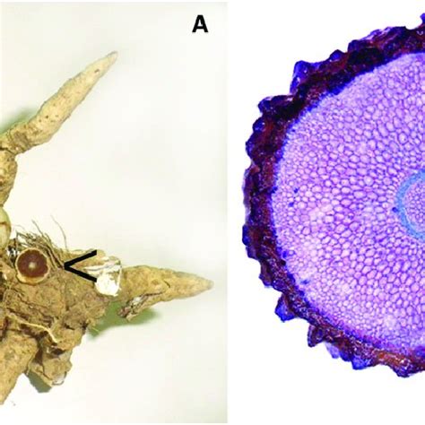 Mycorrhizae In Roots Of Oeceoclades Maculata A Plant Showing Roots Download Scientific