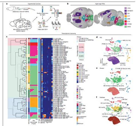Mouse Brain Spinal Neurons Transcriptomic Taxonomy Vizgen