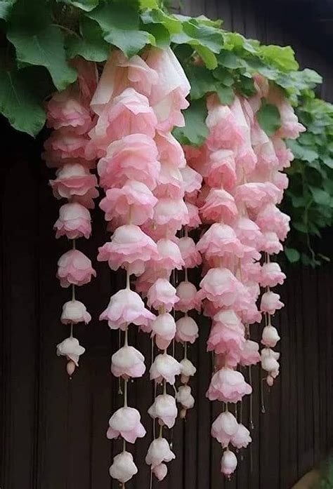 Weeping Begonias Unusual Flowers Pretty Flowers Pictures Beautiful