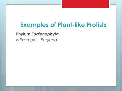 Kingdom Protista Learning Outcome B1 Ppt Download