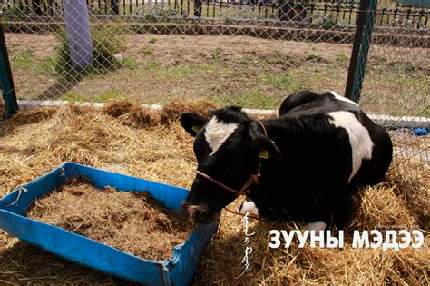 ФОТО Сэлэнгэ аймгийн мал аж ахуй эрхлэгчдийн сонин хачнаас