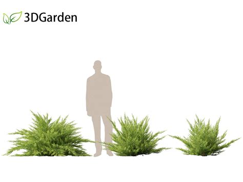 Juniperus Sabina Savin Juniper 3d Model By 3dgardenplants