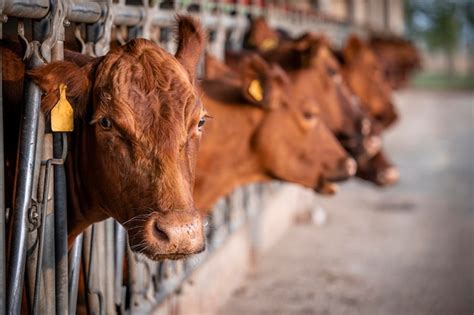 외양간 안에 있는 소 농장과 앵거스 소 무리 프리미엄 사진