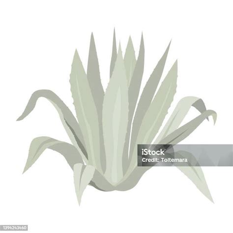 푸른 용설란 식물 흰색에 고립된 벡터 플랫 일러스트 레이 션 0명에 대한 스톡 벡터 아트 및 기타 이미지 0명 관목 그래픽 프린트 Istock