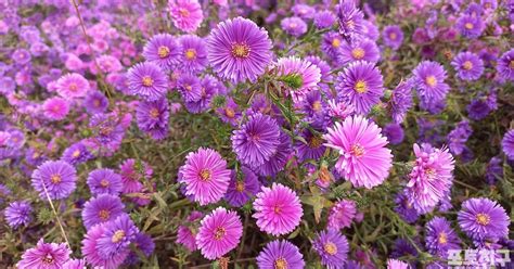 [포토친구] 보라색 가을