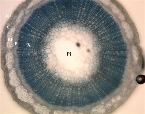 植物の組織 分裂組織表皮組織柔組織機械組織通道組織 ねこでもわかる生物学