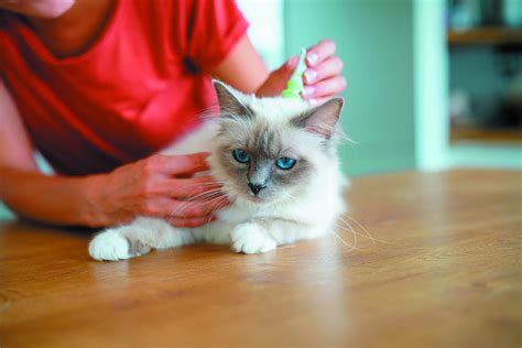 Flea And Tick Preventatives For Indoor Cats Too Tufts Catnip