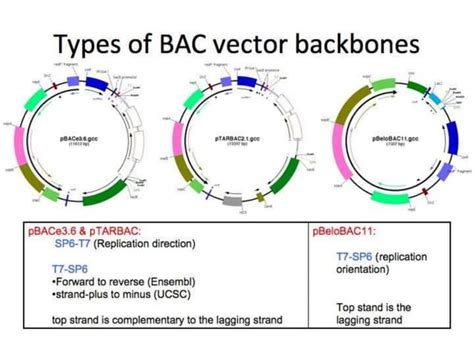 Artificial Chromosomes Yac And Bac Pptx Genetics Science