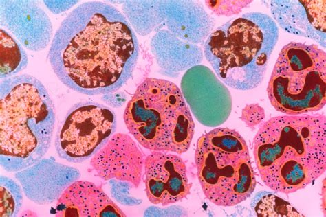 We Now Know How Many Cells There Are In The Human Body Sciencex