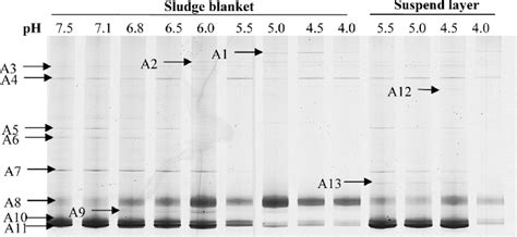 The Dgge Map Of Archaea In Different Ph Conditions Download