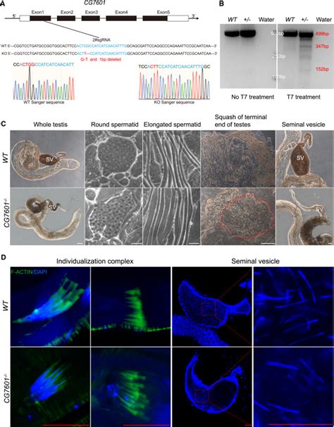 Cross Species Comparative Single Cell Transcriptomics Highlights The