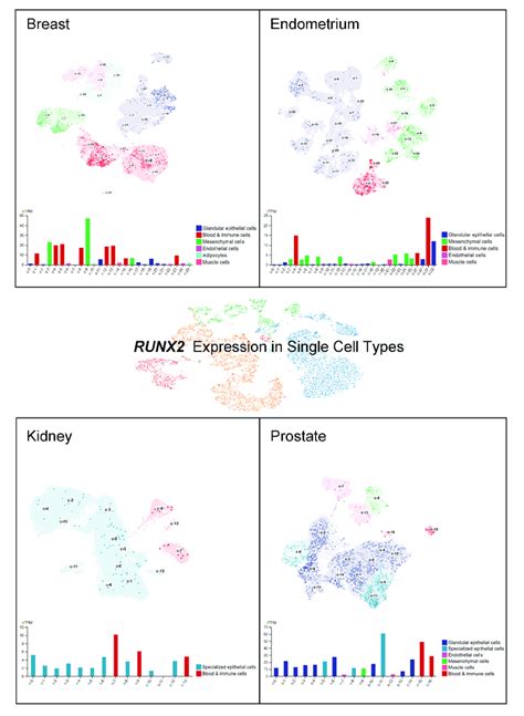 human runx2 rna distribution in single cells across different cell