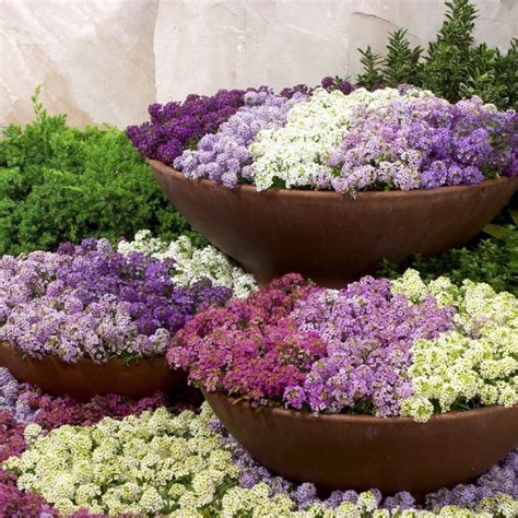 Alyssum Wonderland Mix Seed Harris Seeds