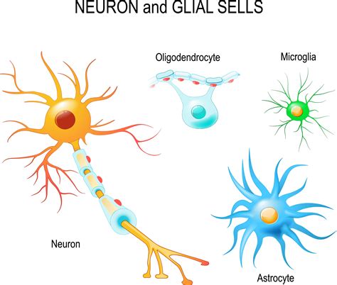 Glial Cell Structure