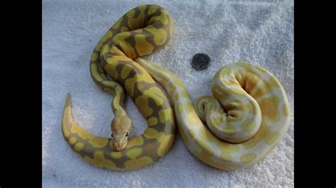 Pure Candy Ball Python 200gs Youtube
