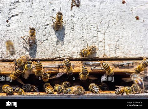 Swarm Of Honey Bees Flying Around Beehive Bees Returning From