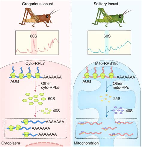 Translational Regulation Effect Of Rps From Cytoplasm And Mitochondria